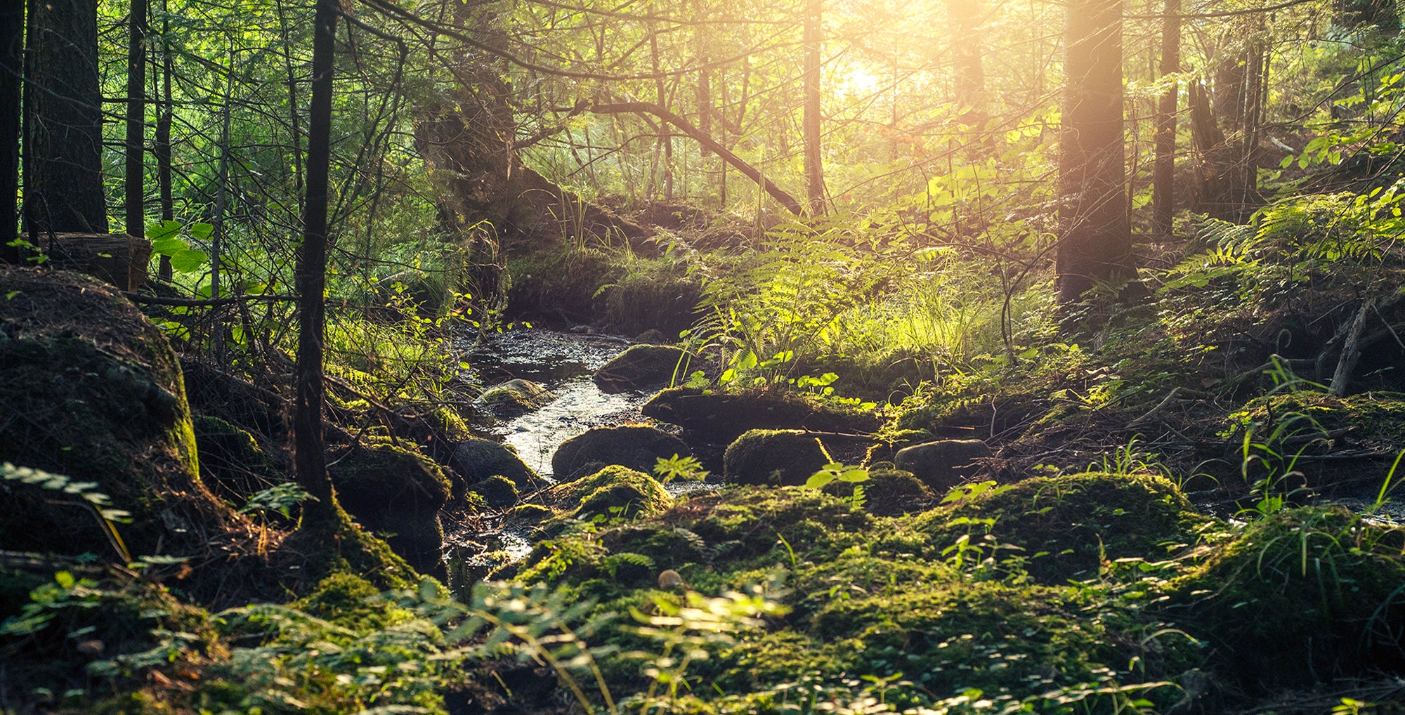 Well-Being and Healing Hikes – Destination Backcountry Adventures